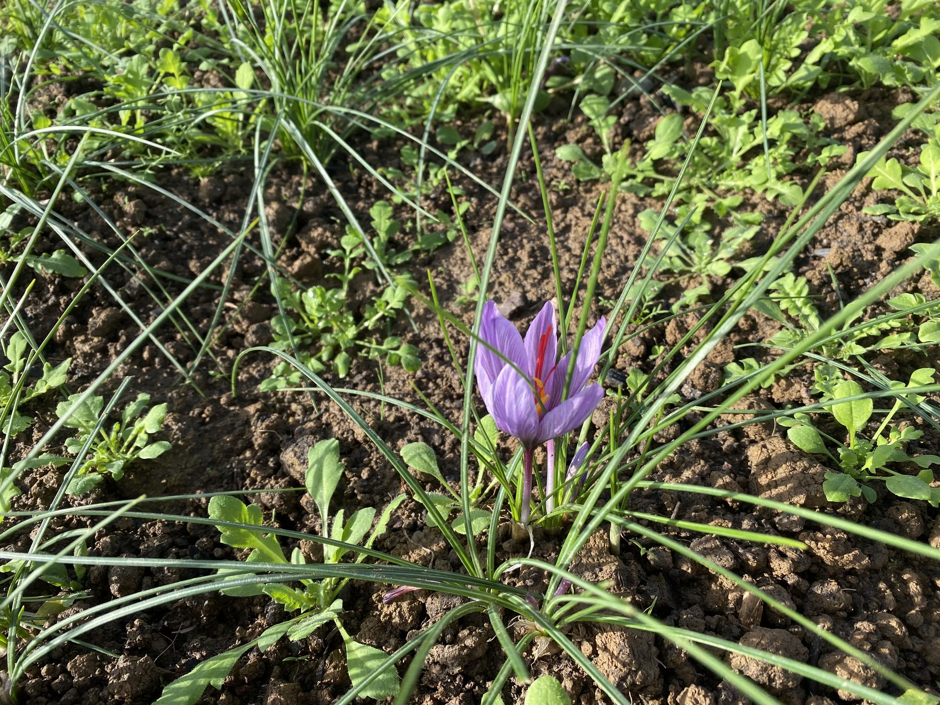 Crocus Sativus : Guide ultime pour cultiver et cuisiner le safran